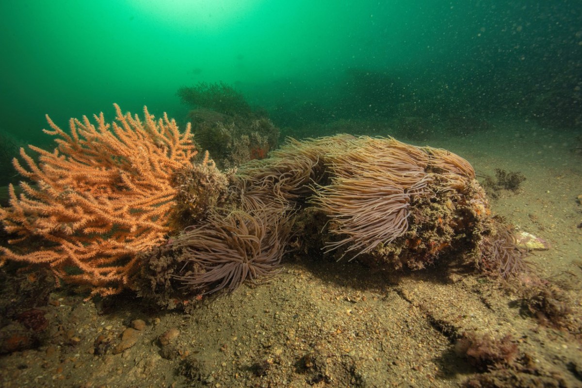 Urban Rivers, a beleza e o mistério do fundo dos rios Tejo e Sado