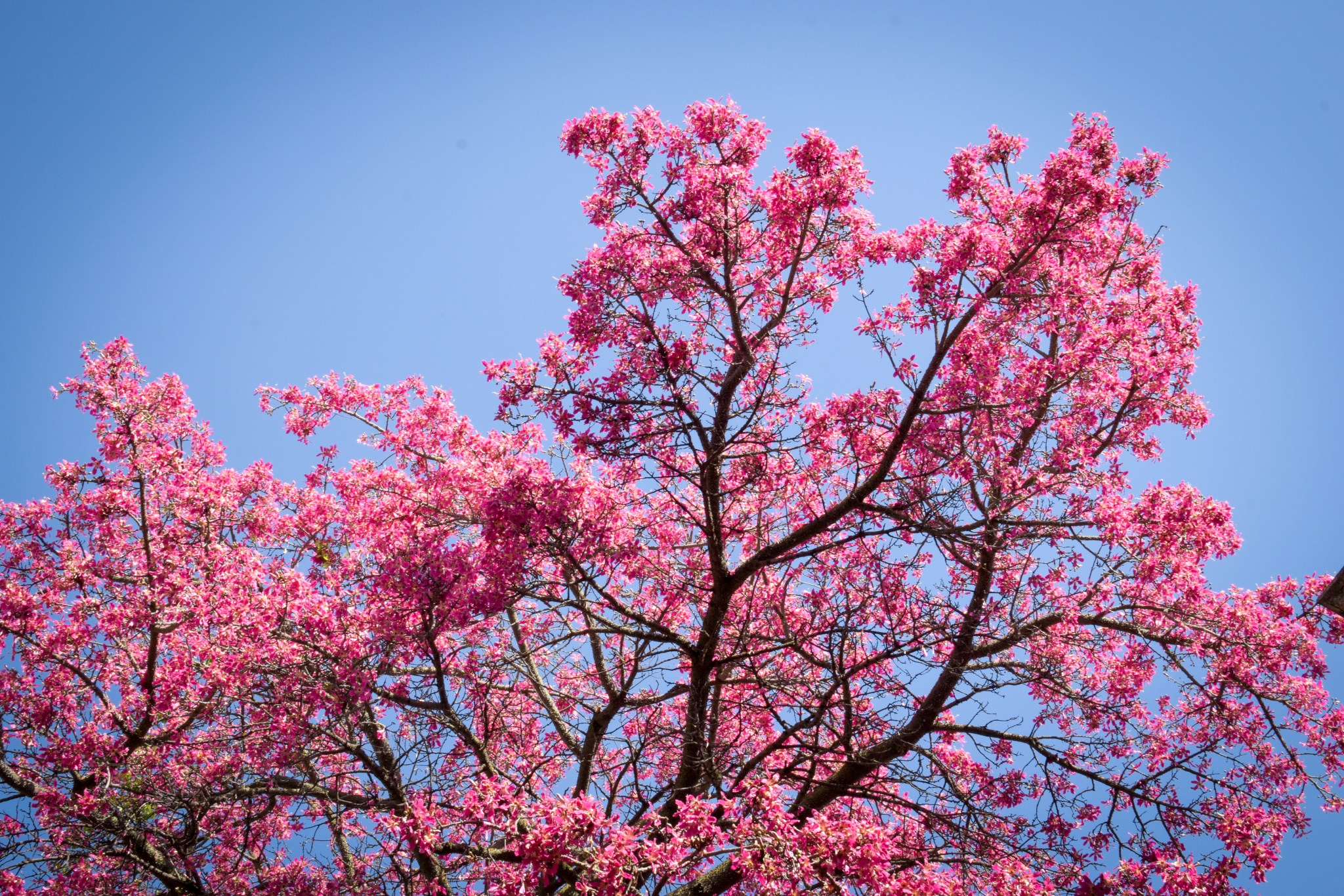 Paineira: árvore extótica inunda de rosa intenso o outono de Lisboa